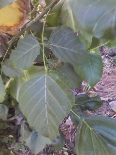 313+ Resep Obat Tradisional Mujarab Warisan Leluhur: Manfaat Daun Dadap ...