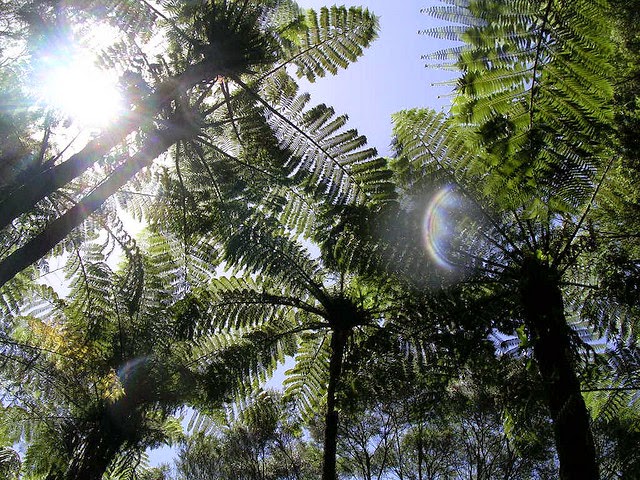 HOW TO GROW TREE FERN SPORES |The Garden of Eaden