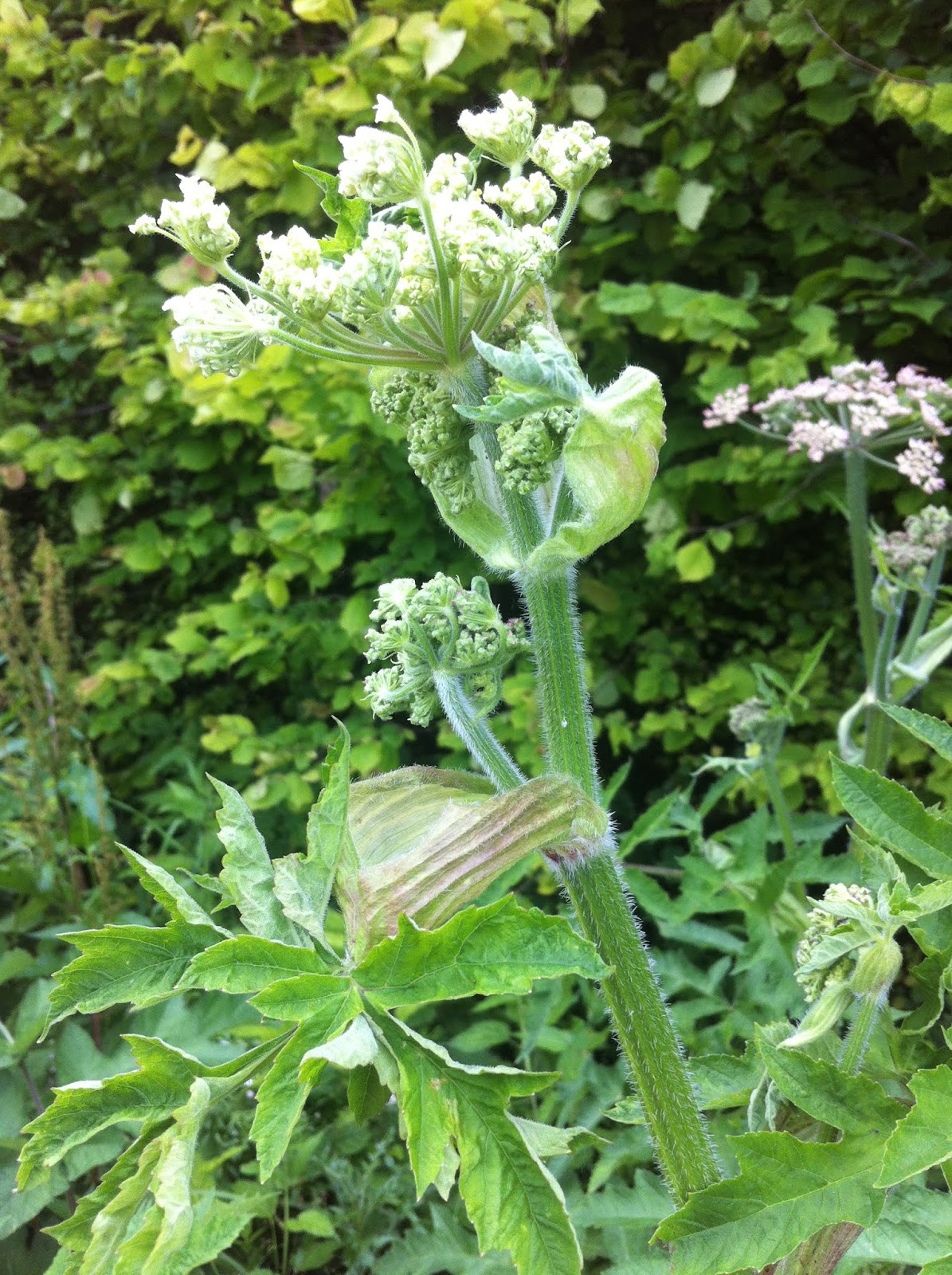 La berce spondyle - Nature et complicités
