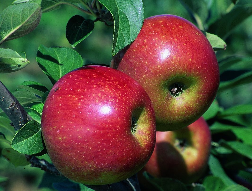 Breuillet Nature: Les pommiers