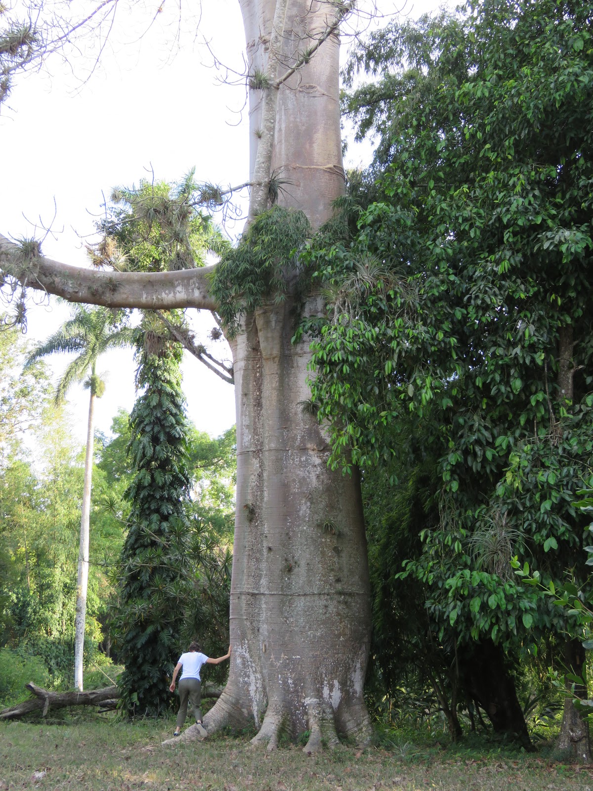 Bongo Fury solved with Bombacoid name