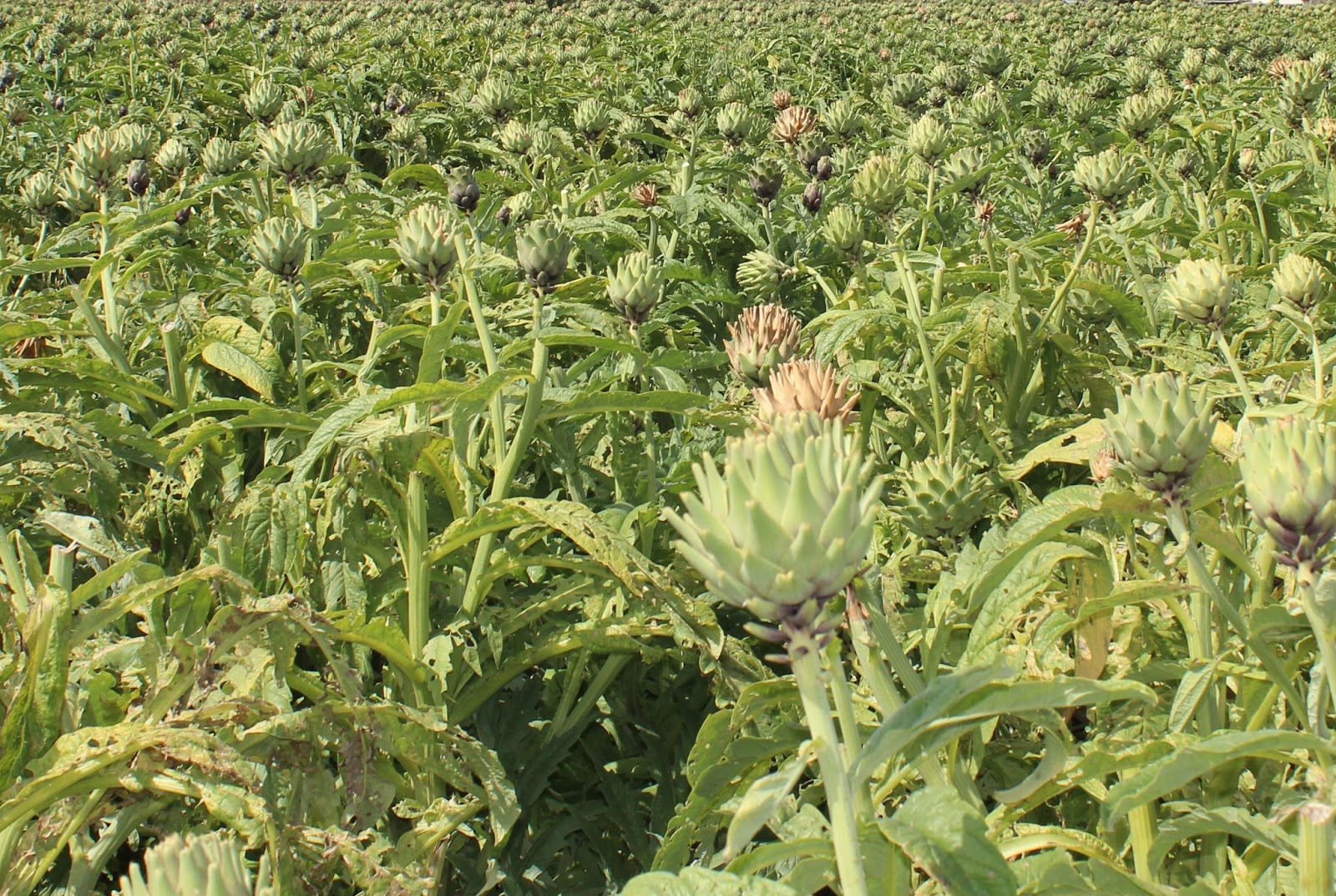 Biodiversity of Cyprus by NGO Protection of the Natural Heritage and ...