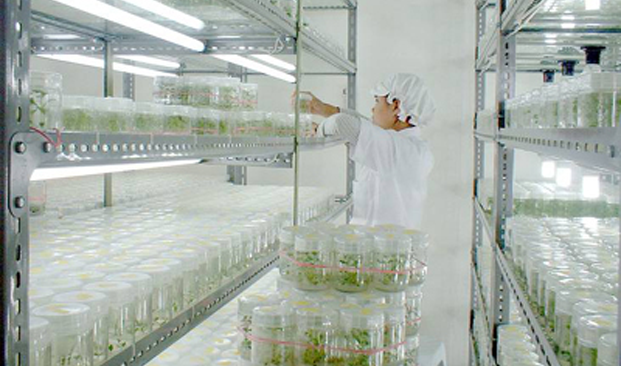 Penataan Ruang Laboratorium Kultur Jaringan | detiktani.com