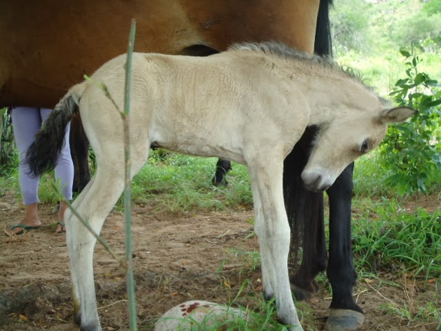 CAVALO NORDESTINO: Nasce Potra Filha de Gesso com Caipora