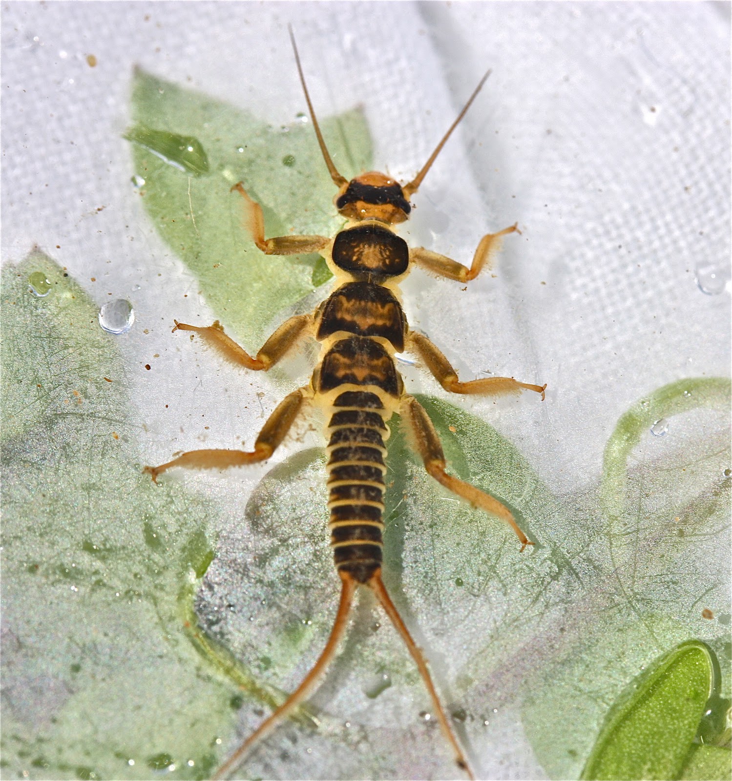 Aquatic Insects of Central Virginia: Buck Mt. Creek: Perlodid stonefly ...