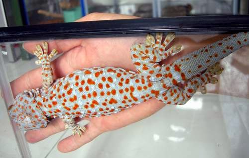 Gambar Cicak | Dunia Binatang