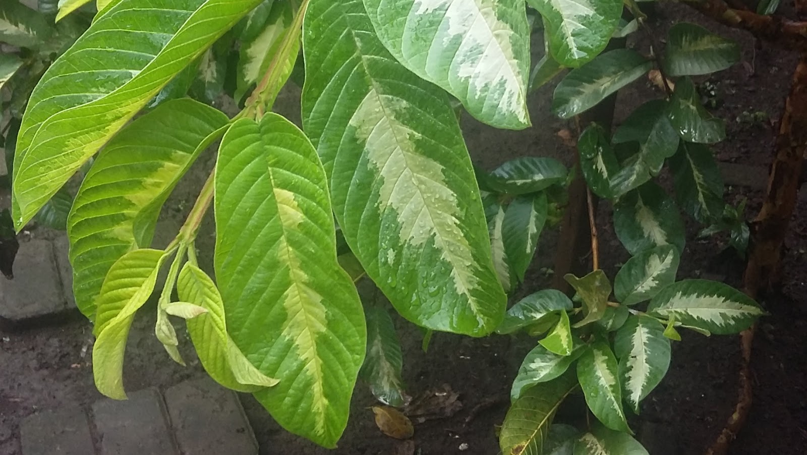 Khasiat daun Jambu biji:Mengencangkan kulit wajah ~ Cintapohonku