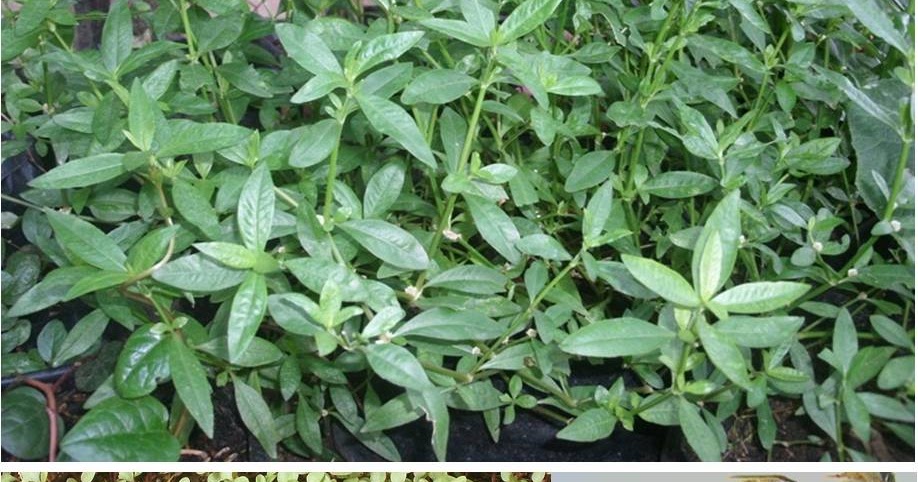 Indigenous Vegetables at a Glance: Lupo