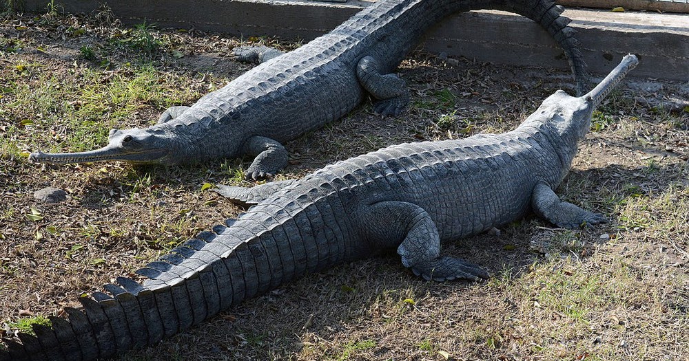 Indian Gharial: Interesting facts