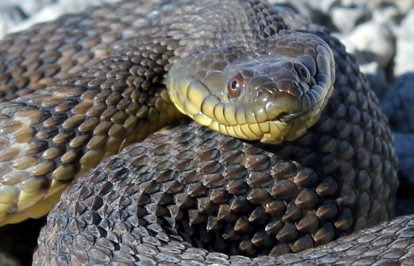 MObugs: Diamondback Water Snake