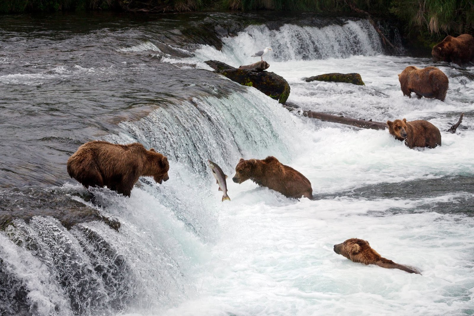Disneynature's Bears releases on Blu-ray Combo Pack - Outnumbered 3 to 1