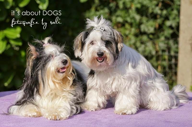 "Das ist unsere Lotta?!" - ABOUT DOGS AND CHIRU [Hundeblog]