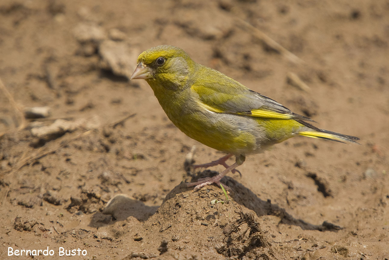 RÍA DE LA VILLA: junio 2012