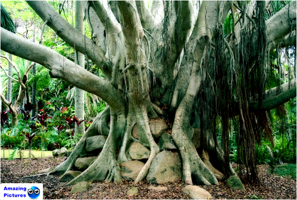 Strangest trees in the world ( 8 Pictures) | Amazing Pictures