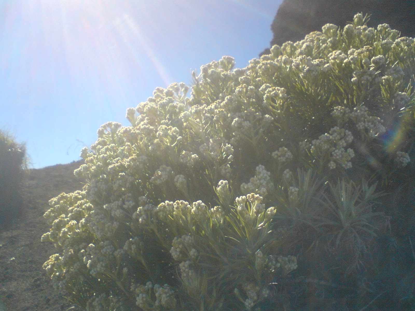 nandar risnandar: EDELWEIS - BUNGA ABADI