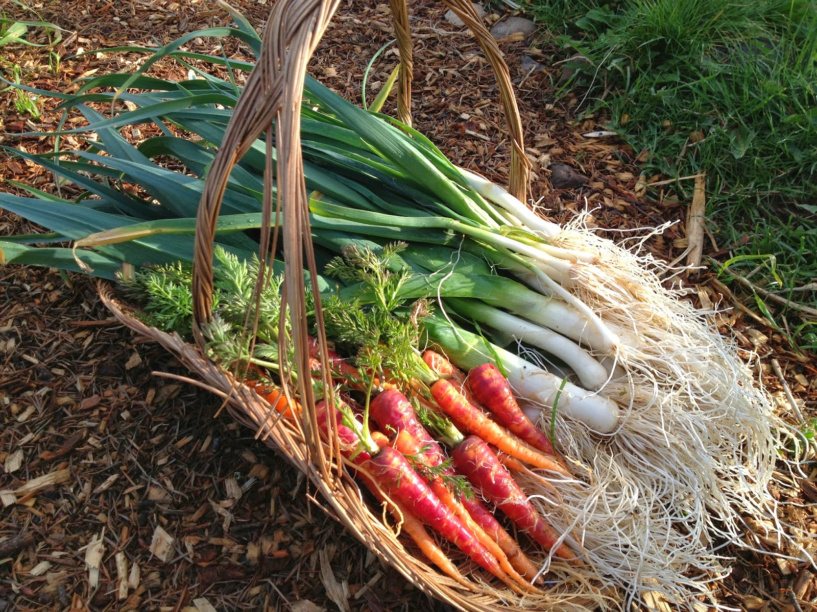 Habitat Farm: Spring leeks and carrots.