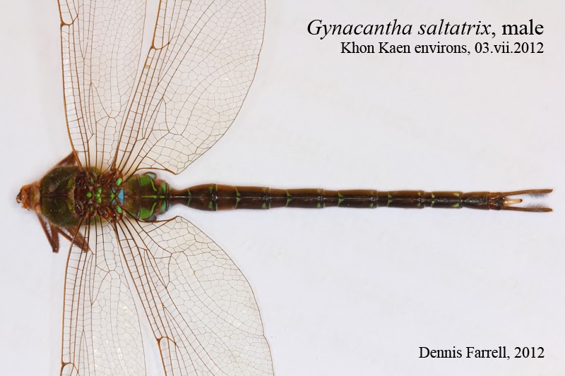 Dragonflies & damselflies of Thailand: 148. Gynacantha saltatrix ...