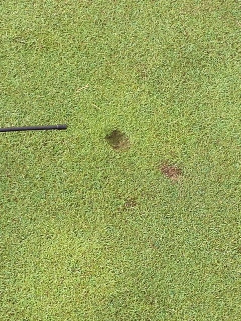 The Greenkeeper: What's Happening, Summer Is Here, and The Best Ball ...