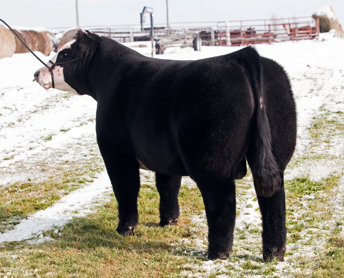 RCC Blog: One and Only Calves