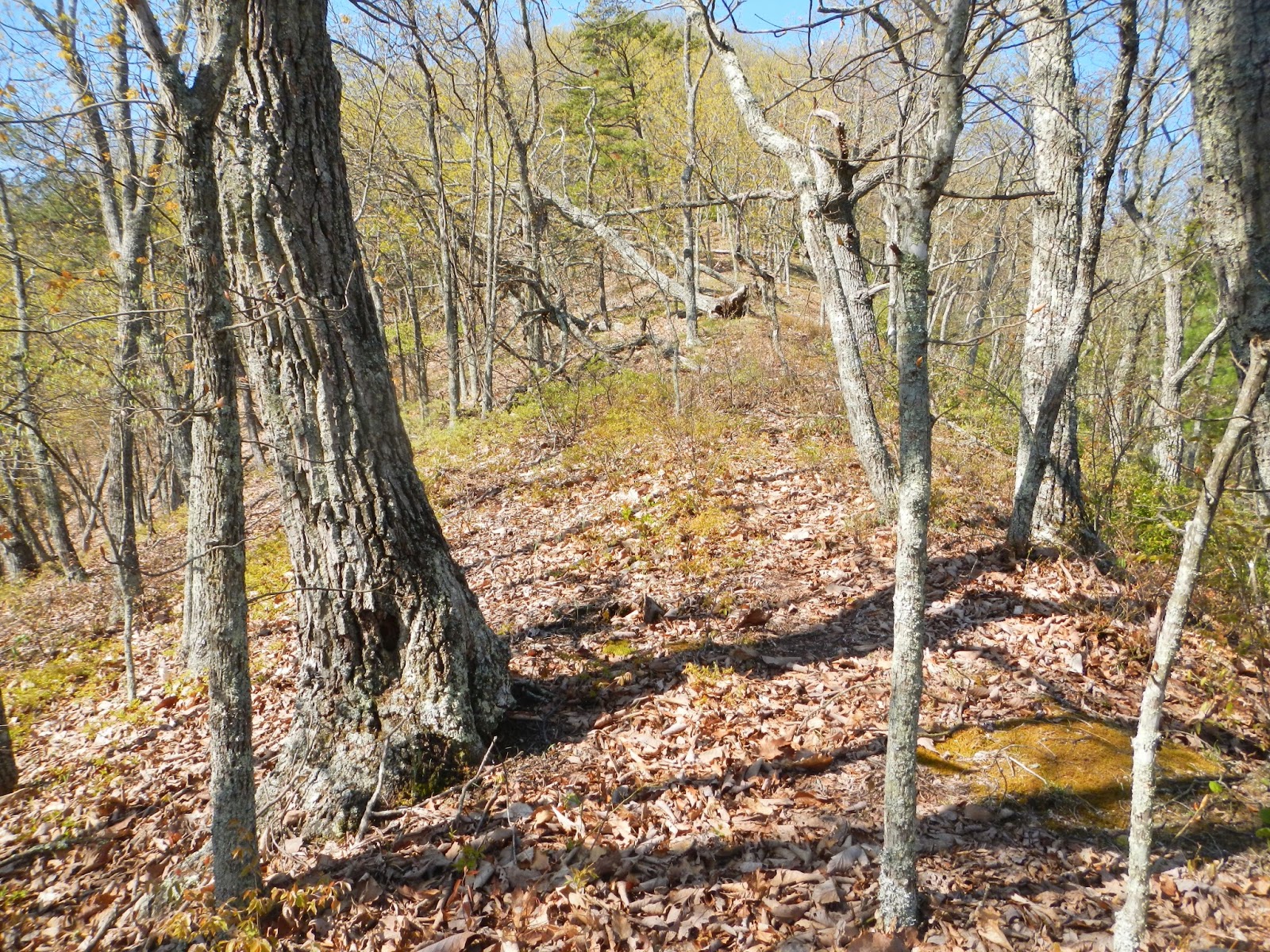 Wandering Virginia: Rough Mountain Wilderness Bushwack