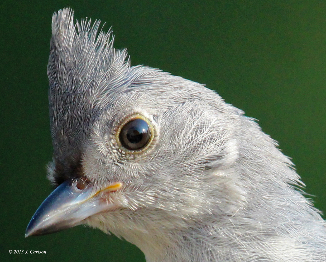 Nature-in-verse: A contemplation on a lost bird