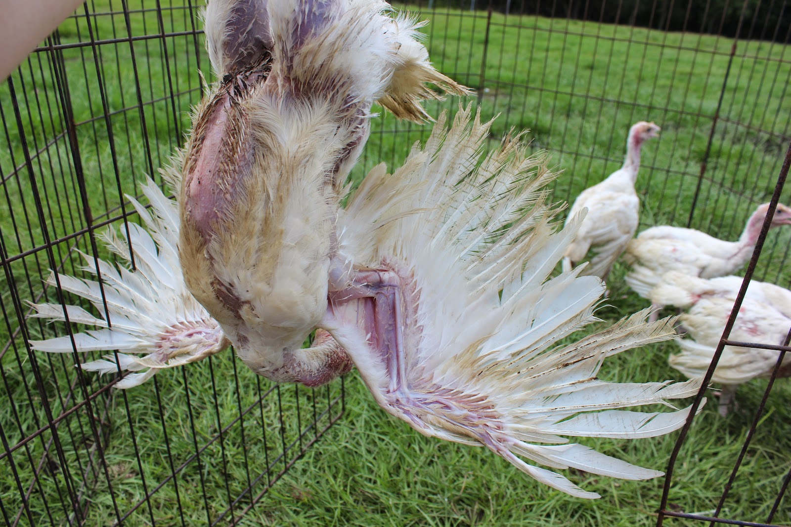 HighTail Farms: Turkey Wash