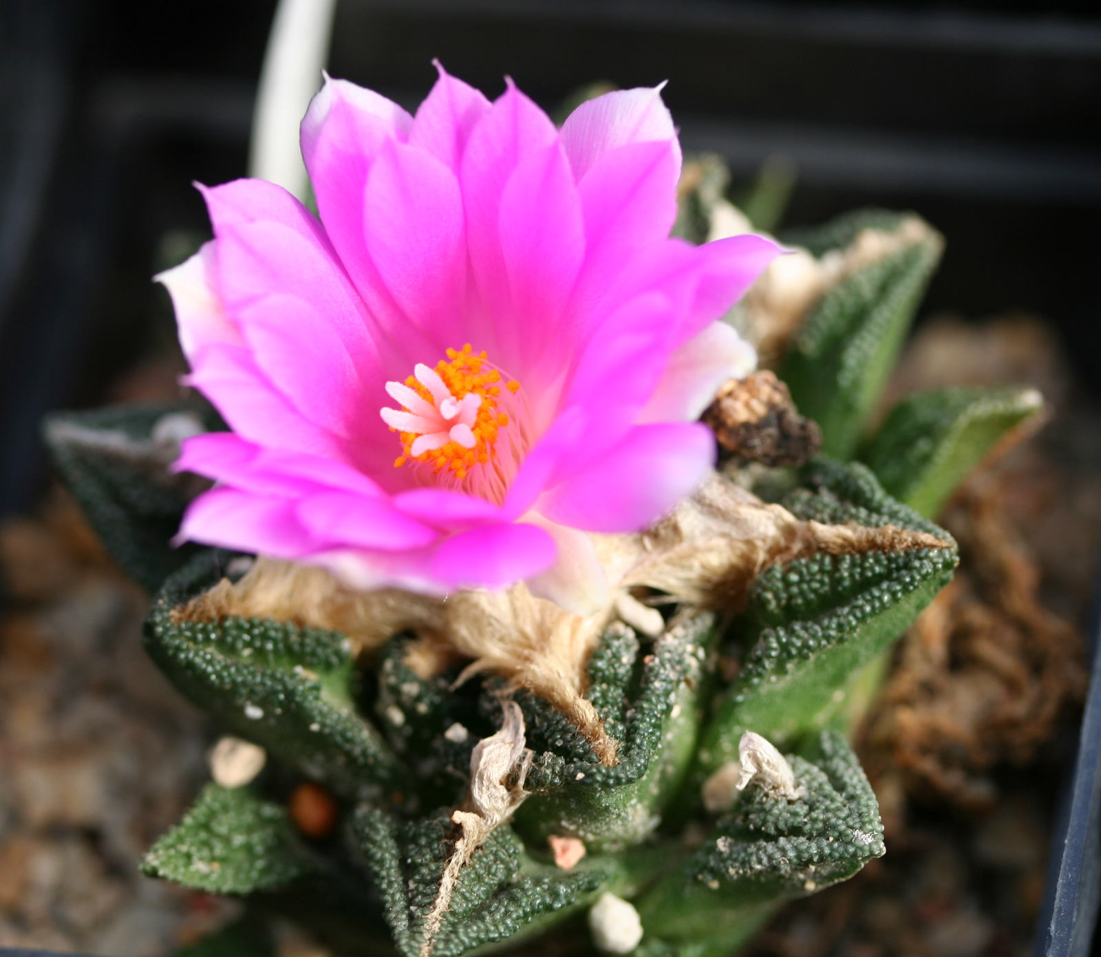 แคคตัส: Ariocarpus cactus