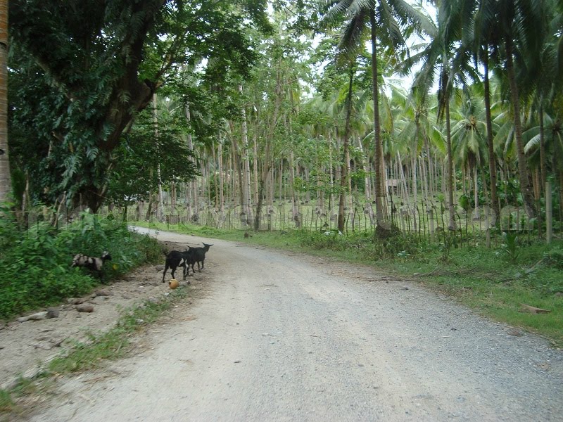 Masbate - A Relaxing Swim at Bituon Beach in Mobo, Masbate | Blogs ...