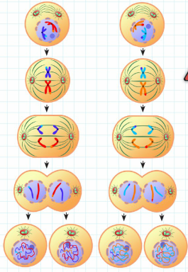 Fen bilimleri: MAYOZ BÖLÜNME