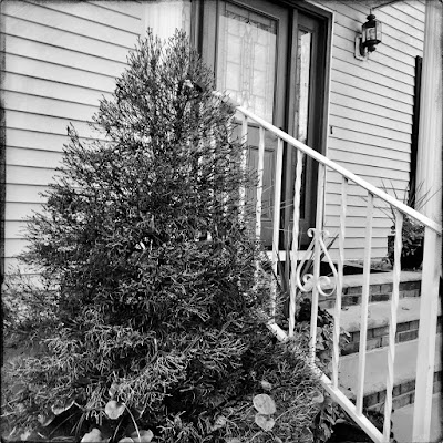 Between the By-Road and the Main Road: #SOL16: A Dead Fir Tree