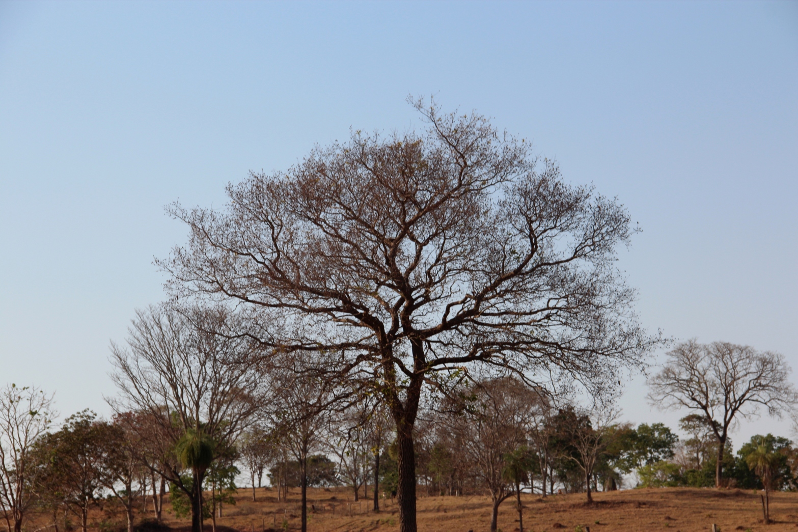 Caliandra do Cerrado: Estação seca do Cerrado
