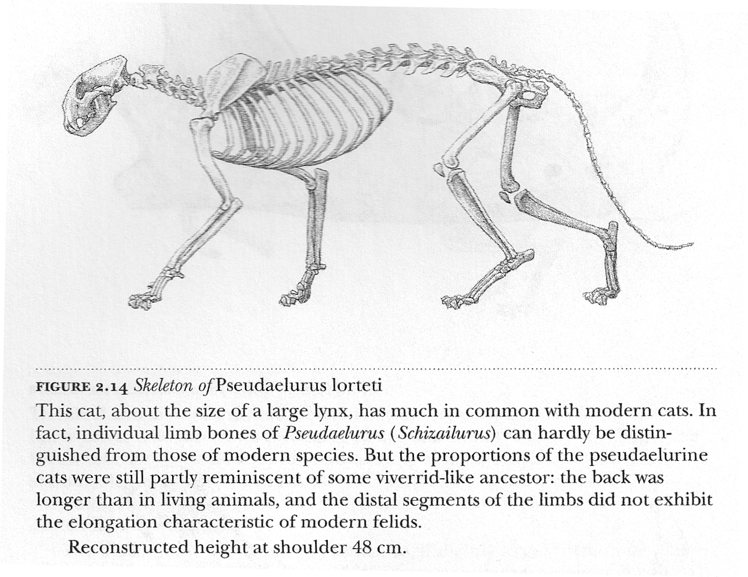 Evolutiebiologie: Sabeltandtijger DNA