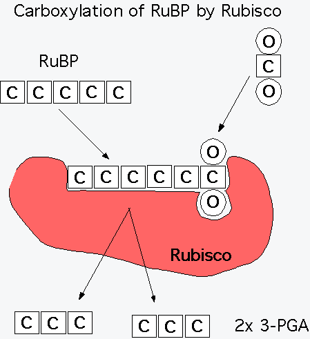 #103 The light-independent reactions (Calvin cycle) | Biology Notes for ...