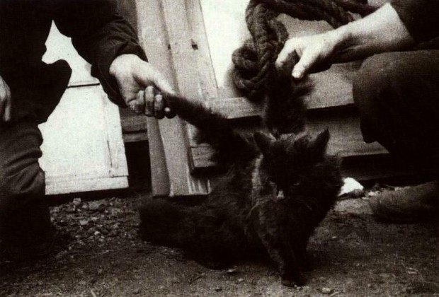 i-loveyou: Winged-Cat Causes Sensation in China