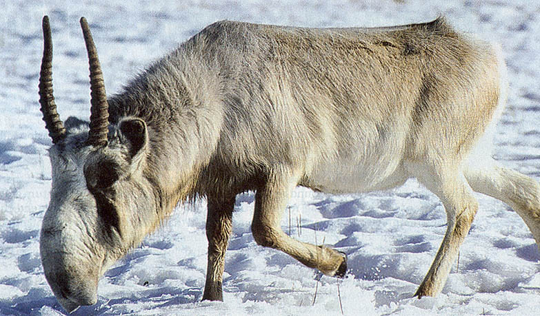 El ojo del buitre: Antílope saiga (Saiga tatarica)