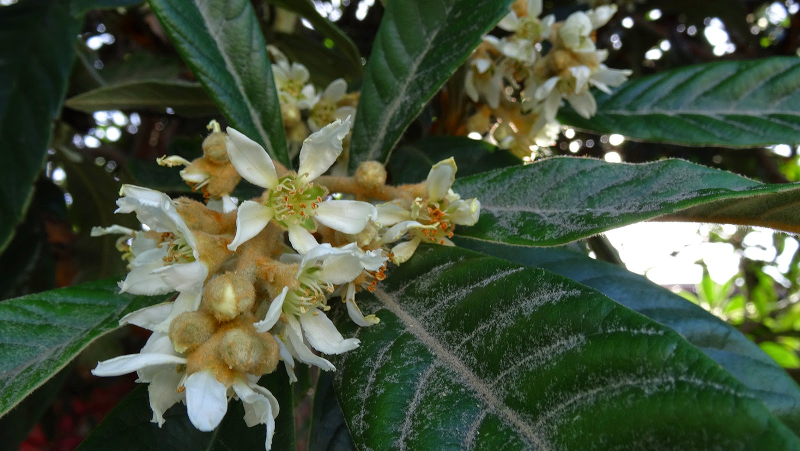 MAP: MELBOURNE STREET TREES 71 - LOQUAT