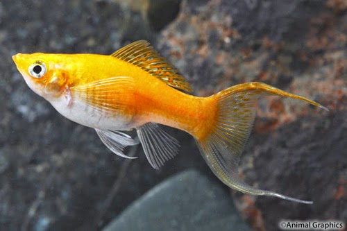 AKVARISTIKA: VRSTE AKVARIJUMSKIH RIBA