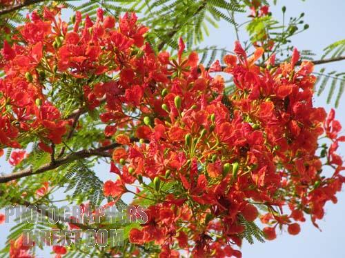 vaka 2-v-va- (Poinciana regia,royal poinciana) - KERALA FLORA