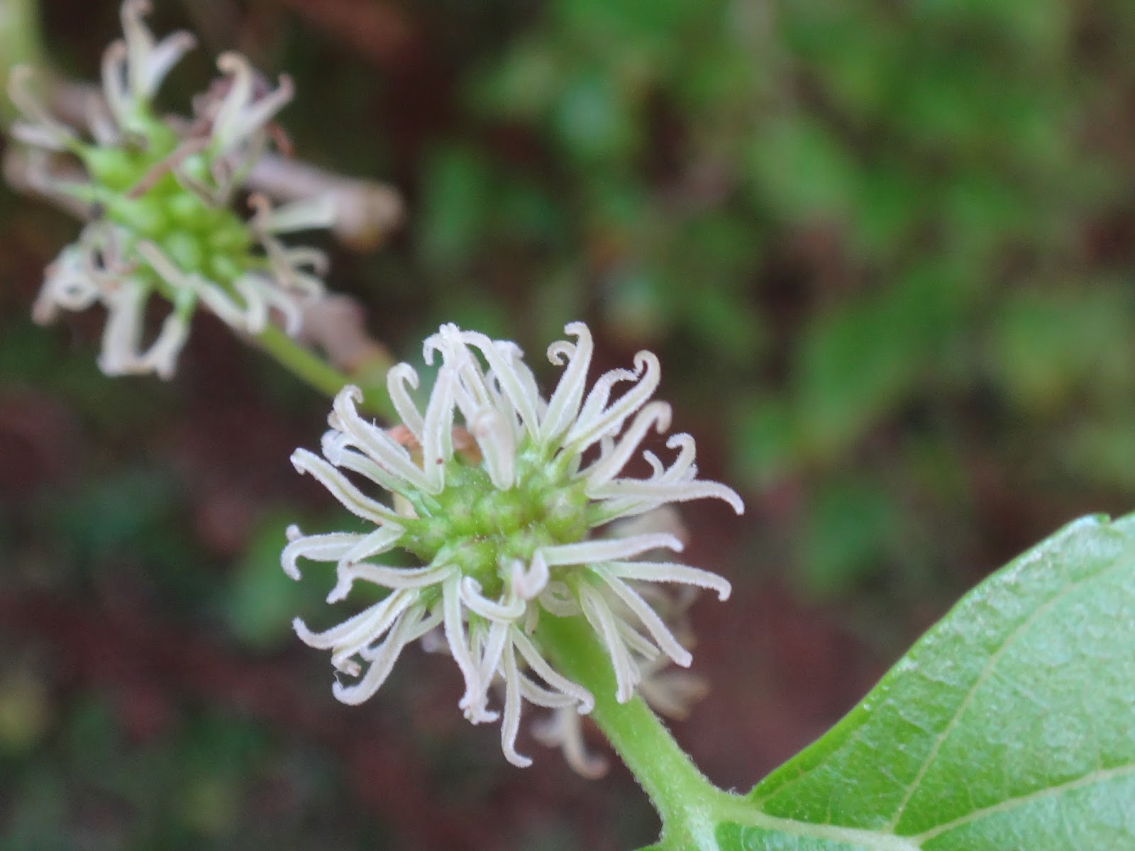 Uma flor por dia: Amora