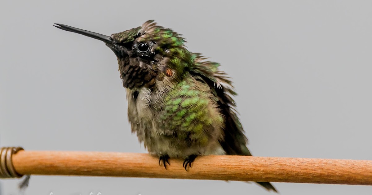 Photo Musings of a Marshwiggle - Welcome to Narnia: Swinging Hummingbird!