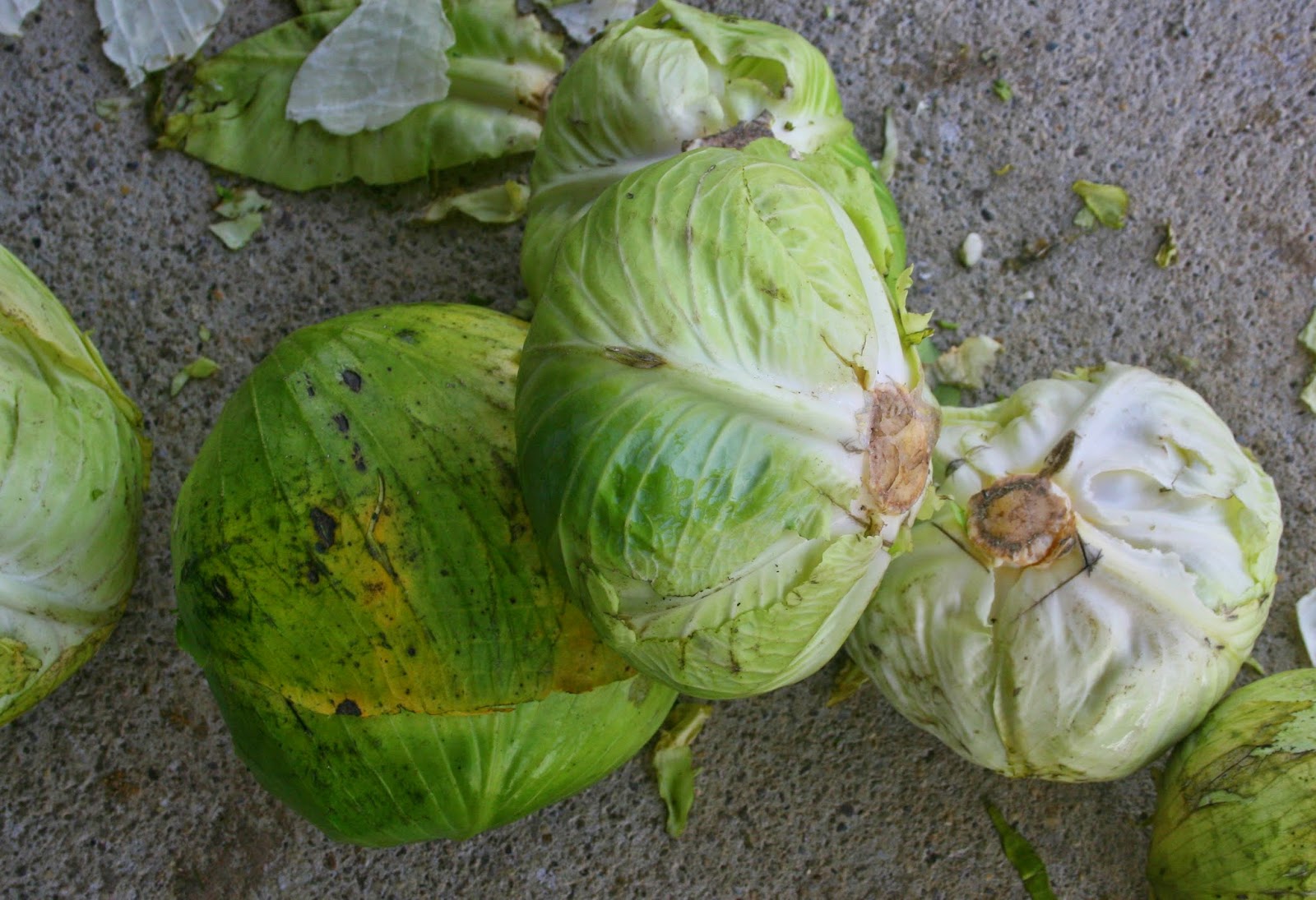 HIŠA Z VRTOM: KISANJE ZELJA DOMA