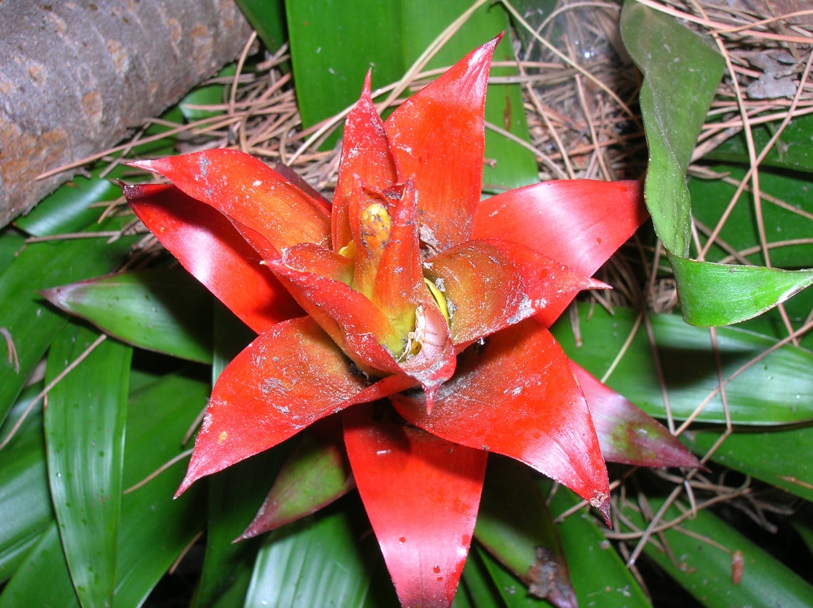 Recregarden: GUZMANIA LINGULATA