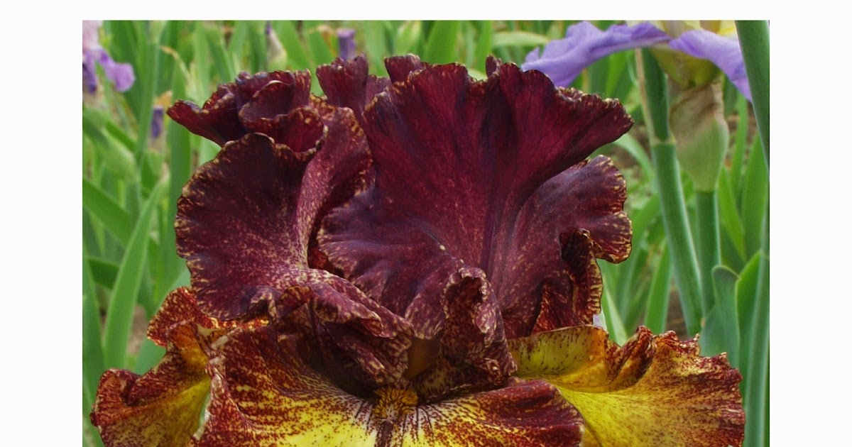 Keith Keppels Iris 2015 Catalog ~ HERITAGE IRISES