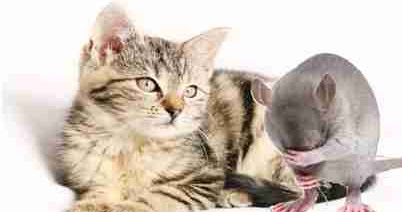 Permainan Kucing dan Tikus