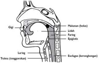 Fungsi Kerongkongan Pada Saluran Pencernaan - Update Info