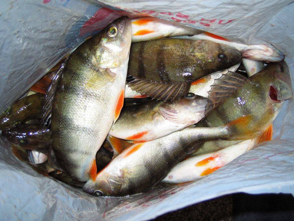 PescaePesca: Cucinare pesci di fiume e lago