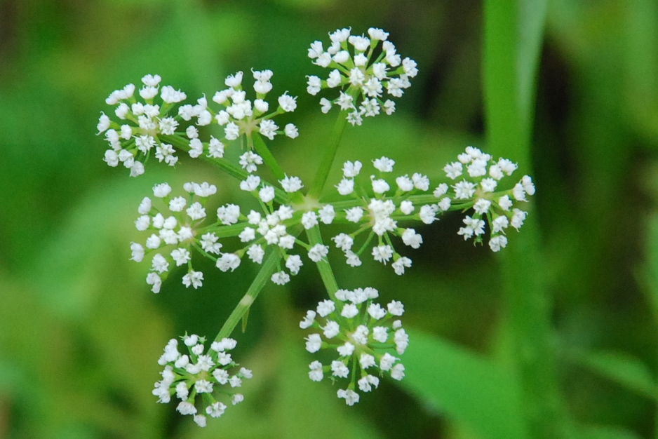 My little vegetable garden: BLOOMING FRIDAY : eye candy