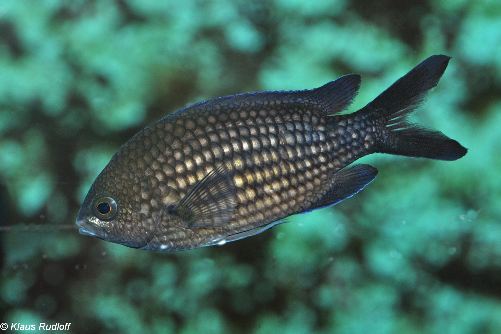 DAMSEL FISH ~ Everything About Fish