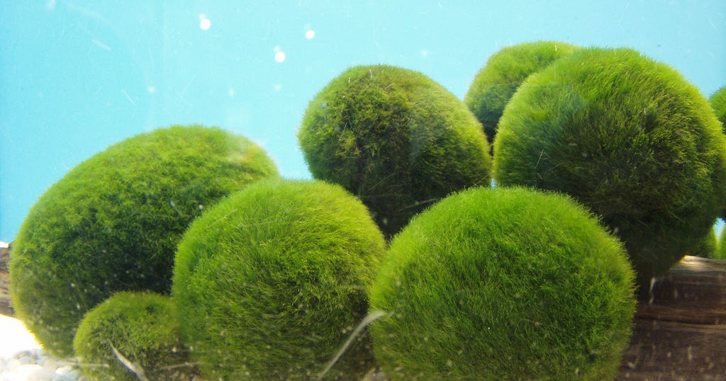 Real Monstrosities: Moss Ball