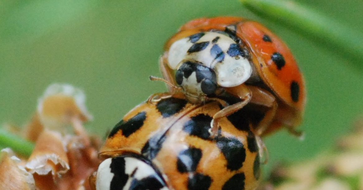 Seed to Feed Me: WHAT IS A LADYBUG?